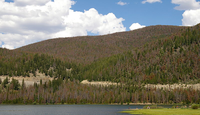 Xcel Energy Tackles Beetle-Kill Trees in Colorado With Biogas ...